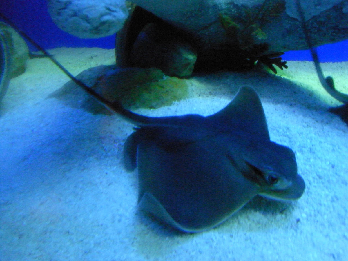 Japanese Eagle Ray | FictionRulezForever Wiki | Fandom