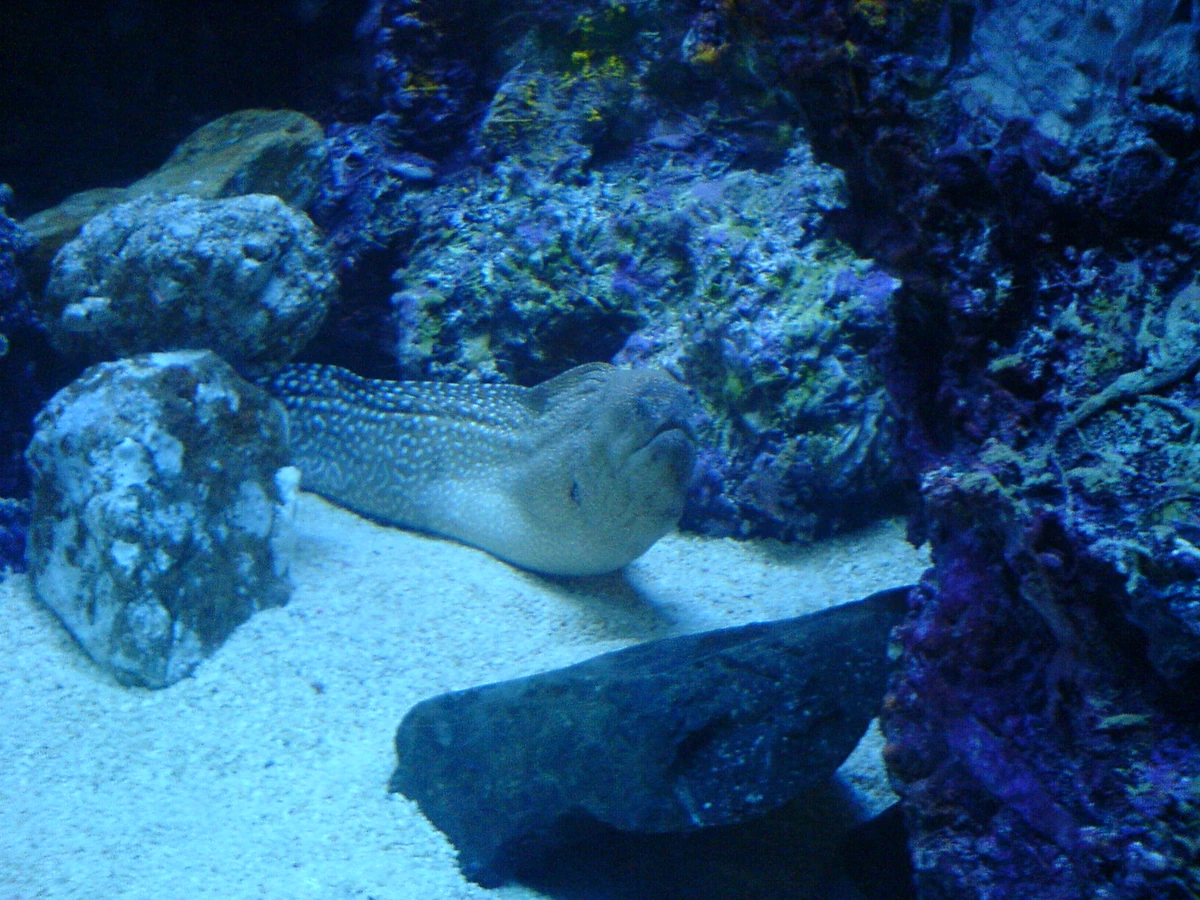 Yellowmouth Moray | FictionRulezForever Wiki | Fandom