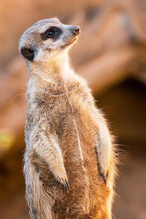 Meerkat | FictionRulezForever Wiki | Fandom