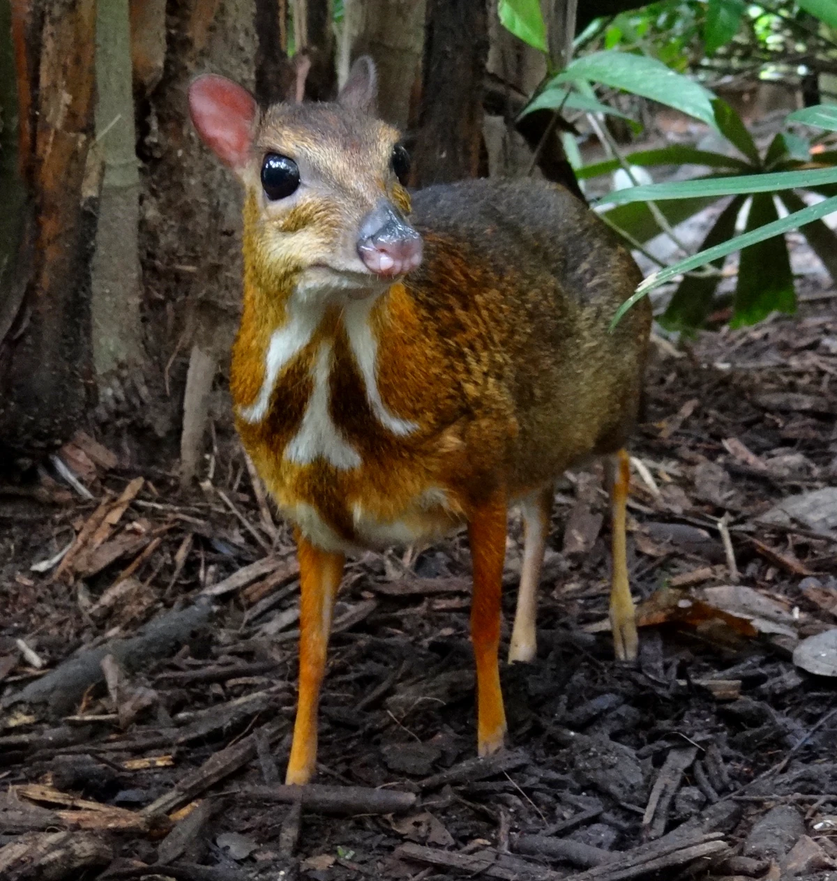 Water Chevrotain | FictionRulezForever Wiki | Fandom