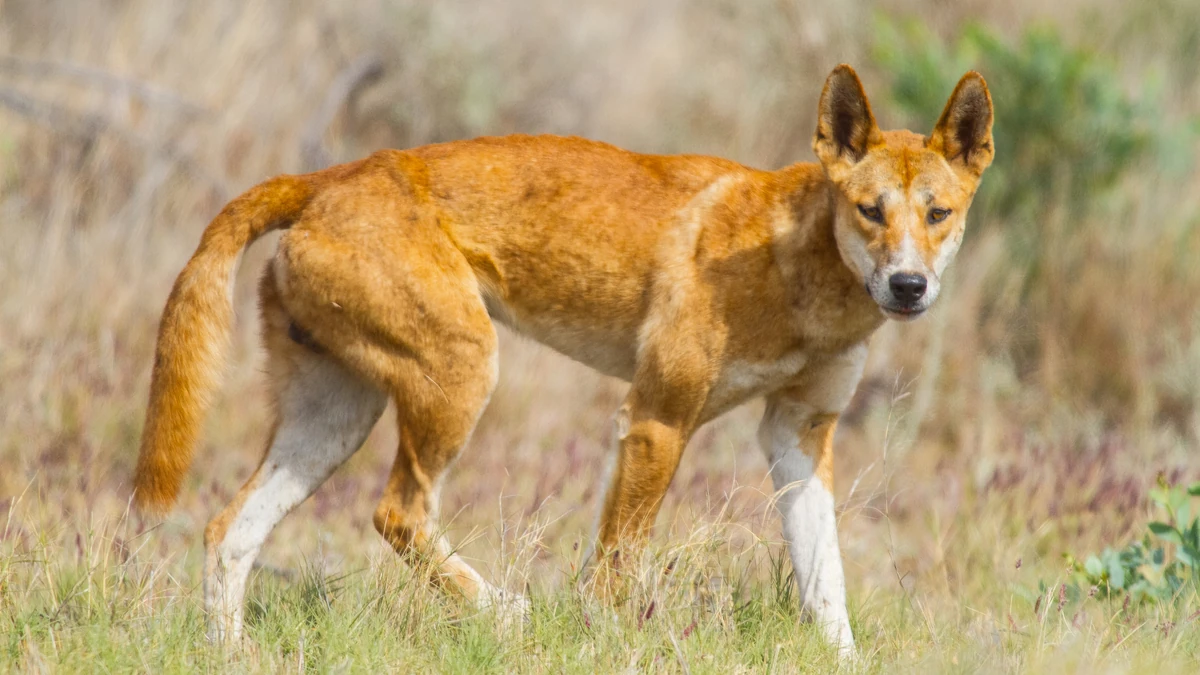 T.U.F.F. Dingo | FictionRulezForever Wiki | Fandom
