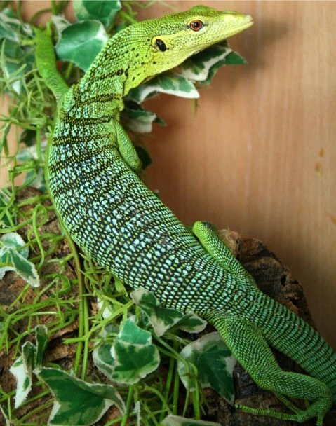 Emerald Tree Monitor | FictionRulezForever Wiki | Fandom