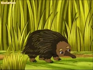 Short-Beaked Echidna | FictionRulezForever Wiki | Fandom