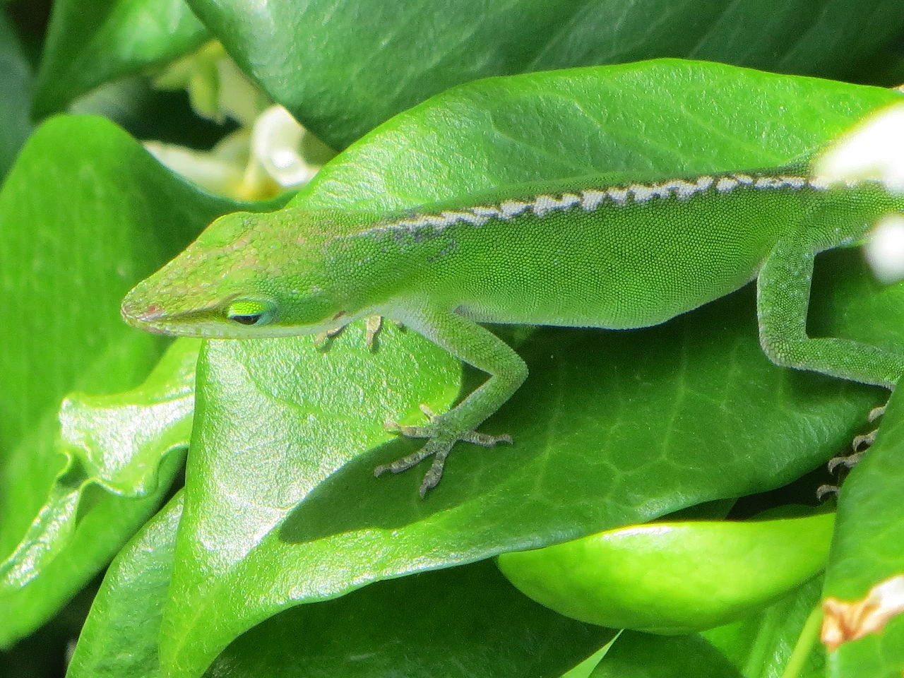 Sexing Green Anoles
