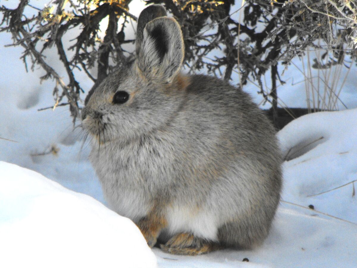 Pygmy Rabbit Fictionrulezforever Wiki Fandom