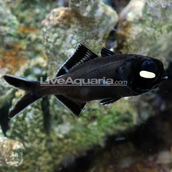 Splitfin Flashlightfish | FictionRulezForever Wiki | Fandom