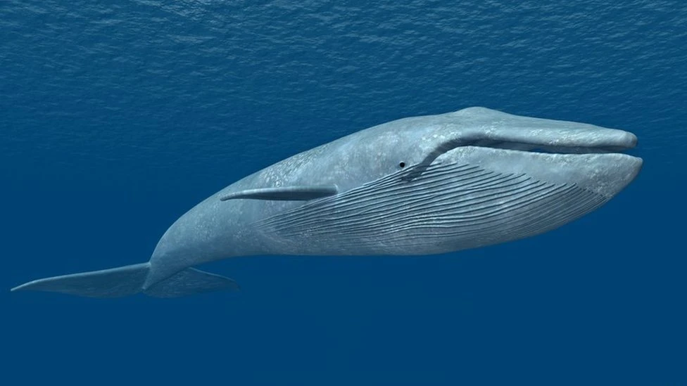 The Blue Whale: Titan of the Ocean | FictionRulezForever Wiki | Fandom