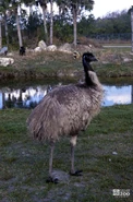 Emu | FictionRulezForever Wiki | Fandom