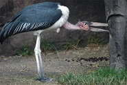 Marabou Stork/Gallery | FictionRulezForever Wiki | Fandom