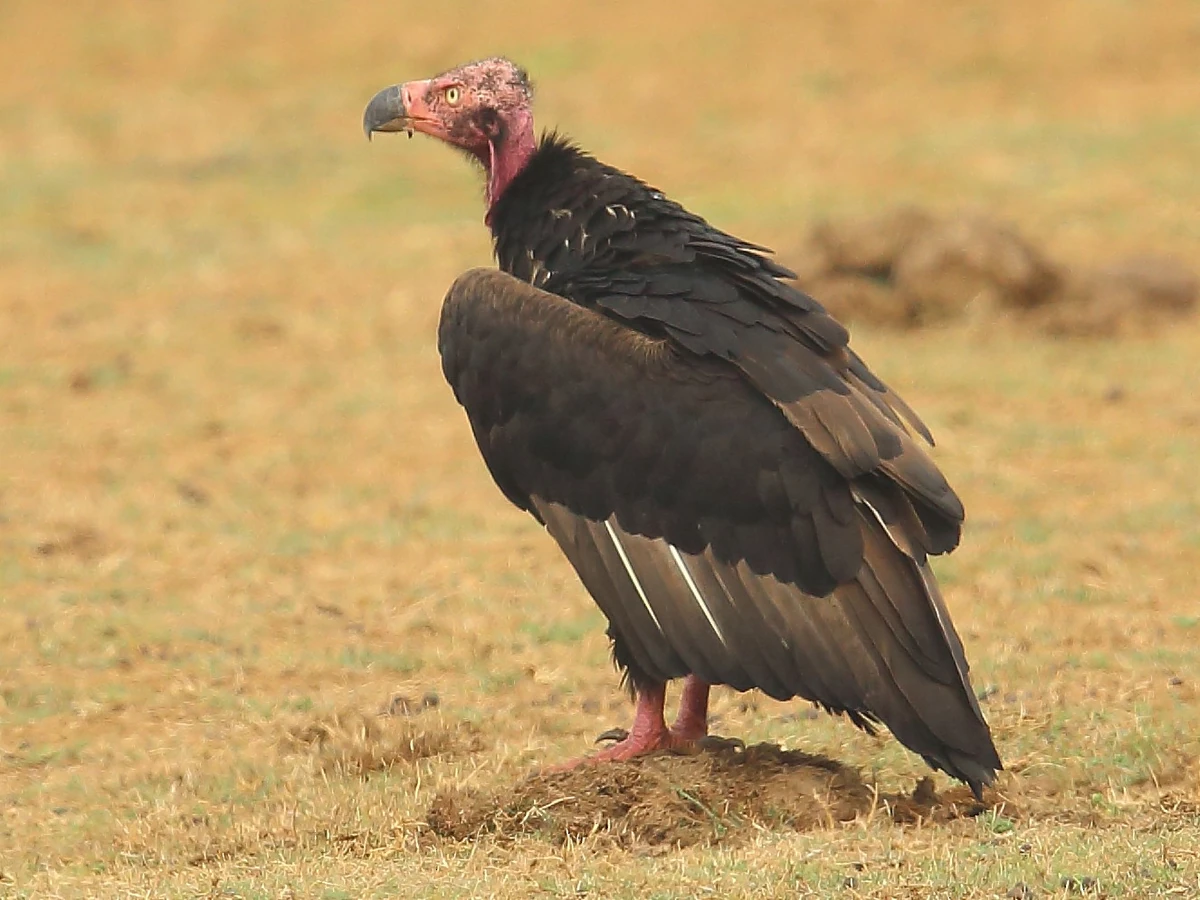Red-Headed Vulture | FictionRulezForever Wiki | Fandom