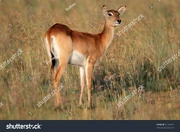 Red Lechwe | FictionRulezForever Wiki | Fandom