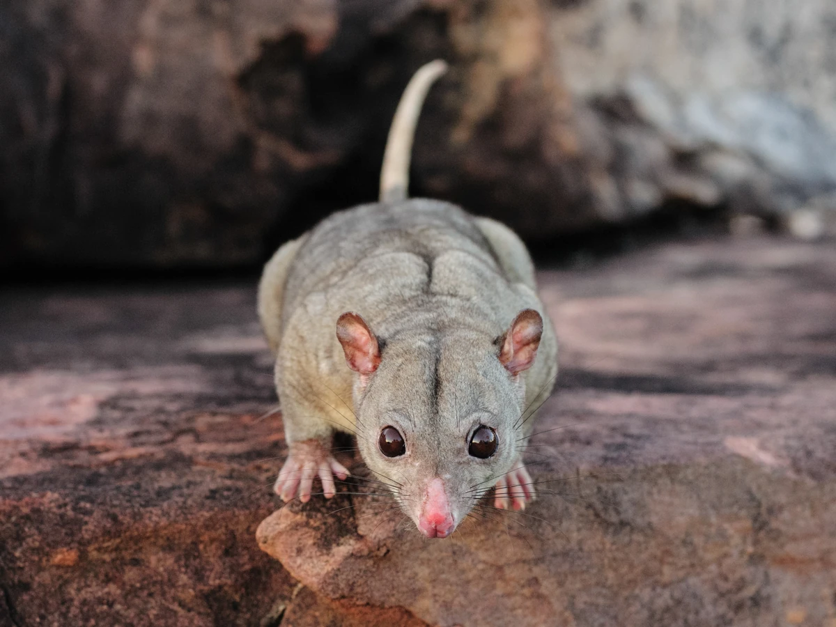 Scaly-Tailed Possum | FictionRulezForever Wiki | Fandom