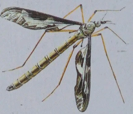 Crane Fly | FictionRulezForever Wiki | Fandom