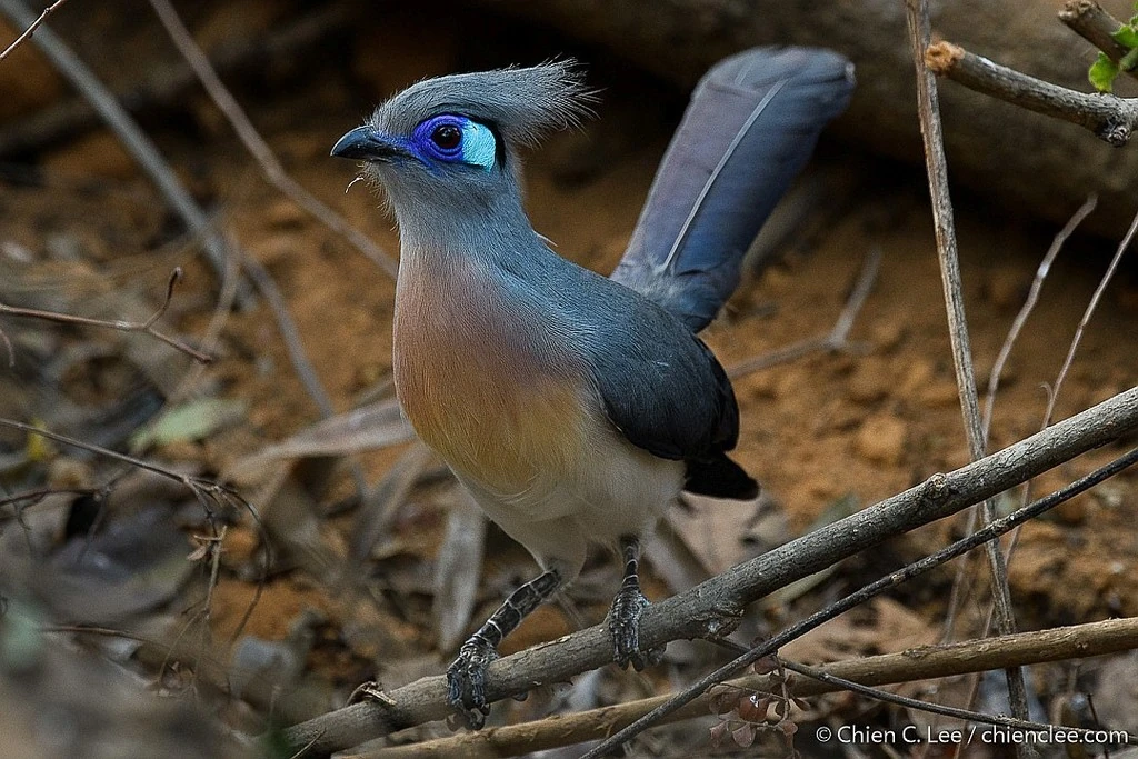Crested Coua | FictionRulezForever Wiki | Fandom