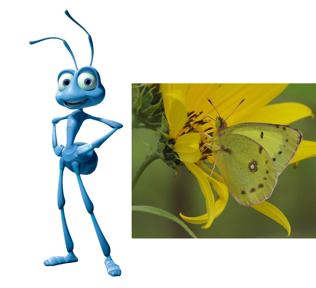 Clouded Sulphur | FictionRulezForever Wiki | Fandom Clouded Sulphur | FictionRulezForever Wiki | Fandom