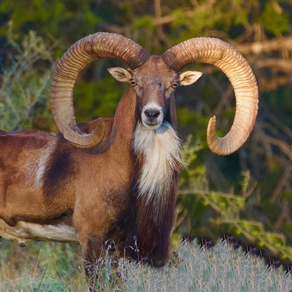 Urial | FictionRulezForever Wiki | Fandom