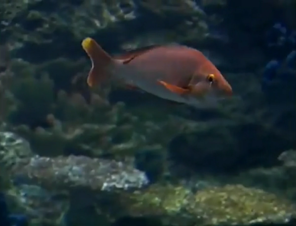 Humpback Red Snapper | FictionRulezForever Wiki | Fandom