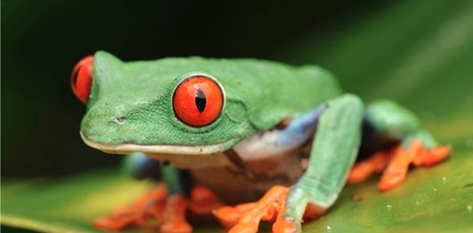 The Mixed-Up Tree Frog | FictionRulezForever Wiki | Fandom