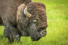 American Bison | FictionRulezForever Wiki | Fandom