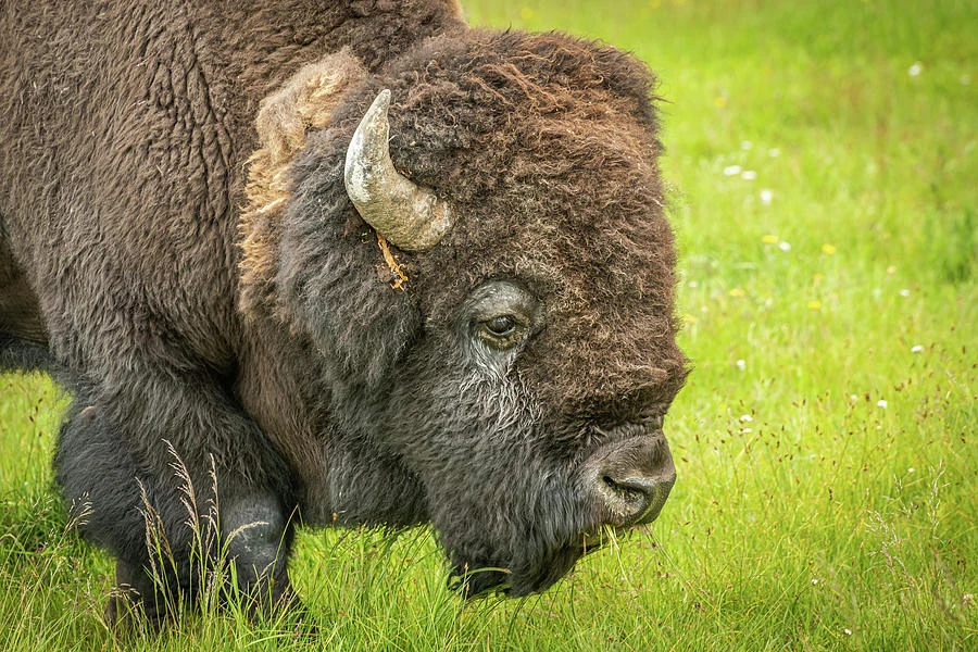 American Bison | FictionRulezForever Wiki | Fandom