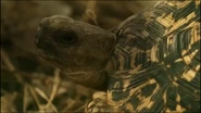 Leopard Tortoise | FictionRulezForever Wiki | Fandom