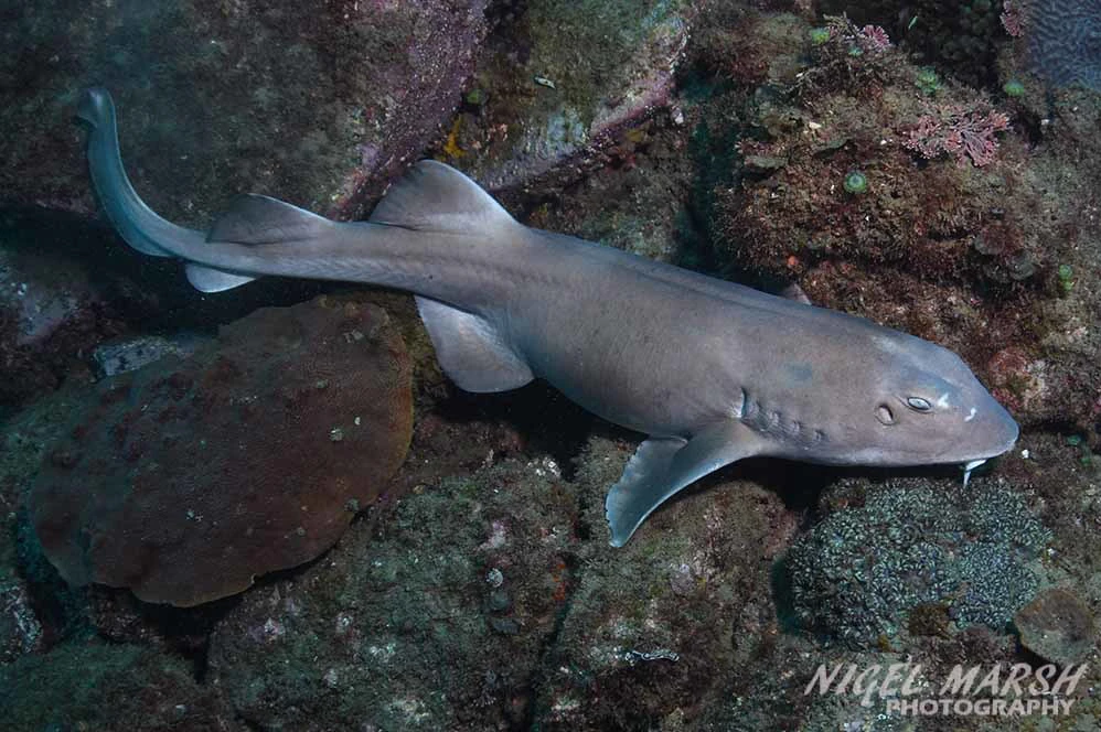 Bluegrey Carpetshark | FictionRulezForever Wiki | Fandom