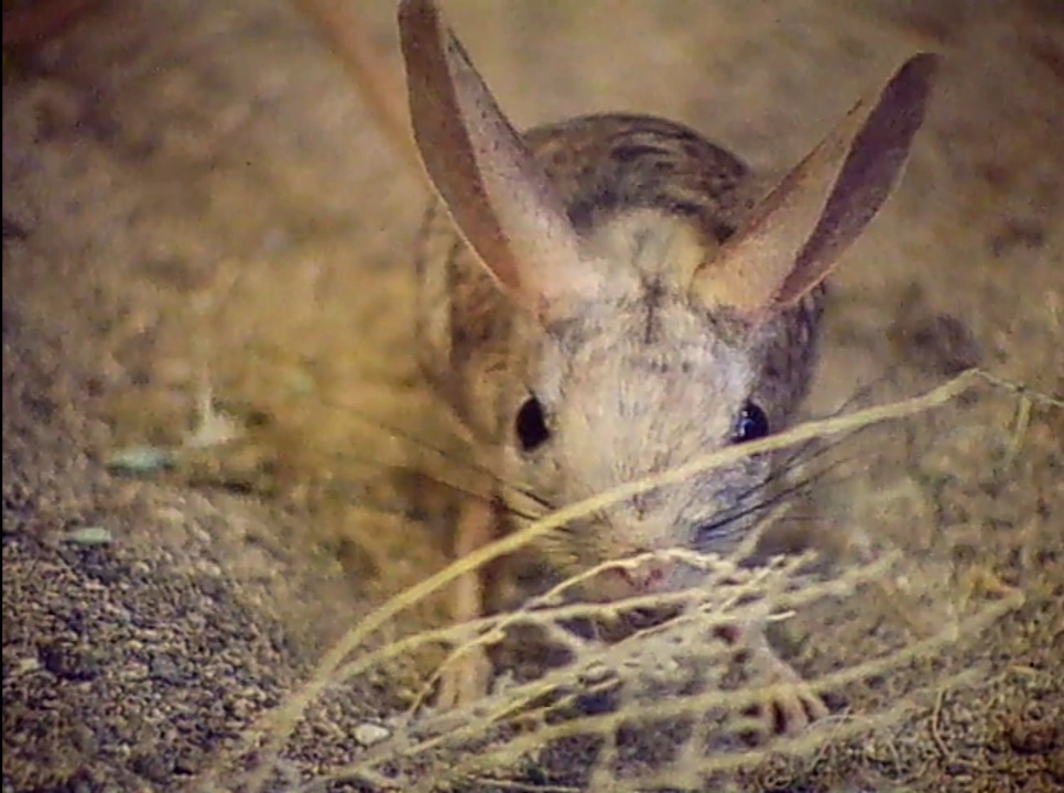 Long-Eared Jerboa | FictionRulezForever Wiki | Fandom
