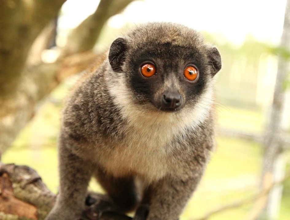 Mongoose Lemur | FictionRulezForever Wiki | Fandom