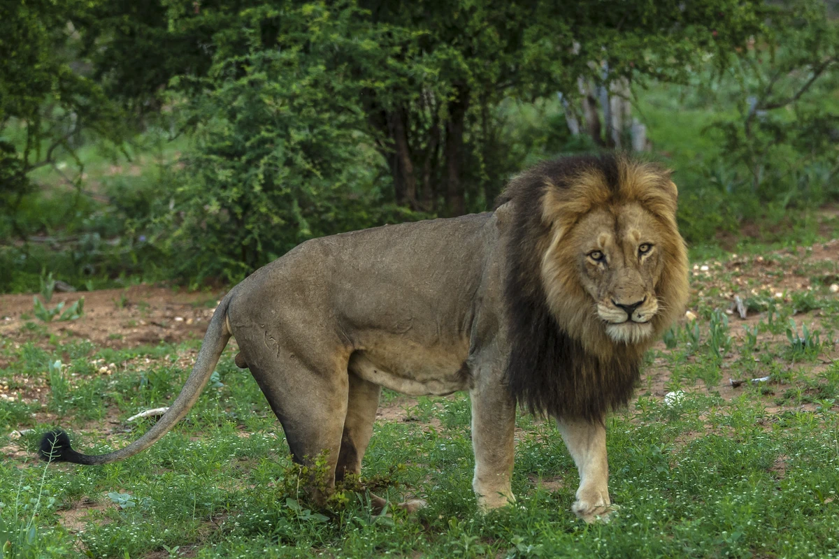 Transvaal Lion | FictionRulezForever Wiki | Fandom