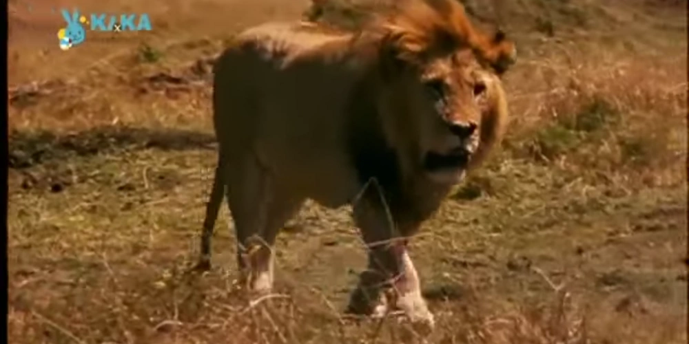 The Animalego Movie (NatureRules1 Version) | FictionRulezForever Wiki ...