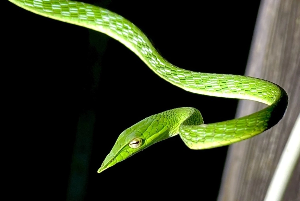 Green Vine Snake | FictionRulezForever Wiki | Fandom