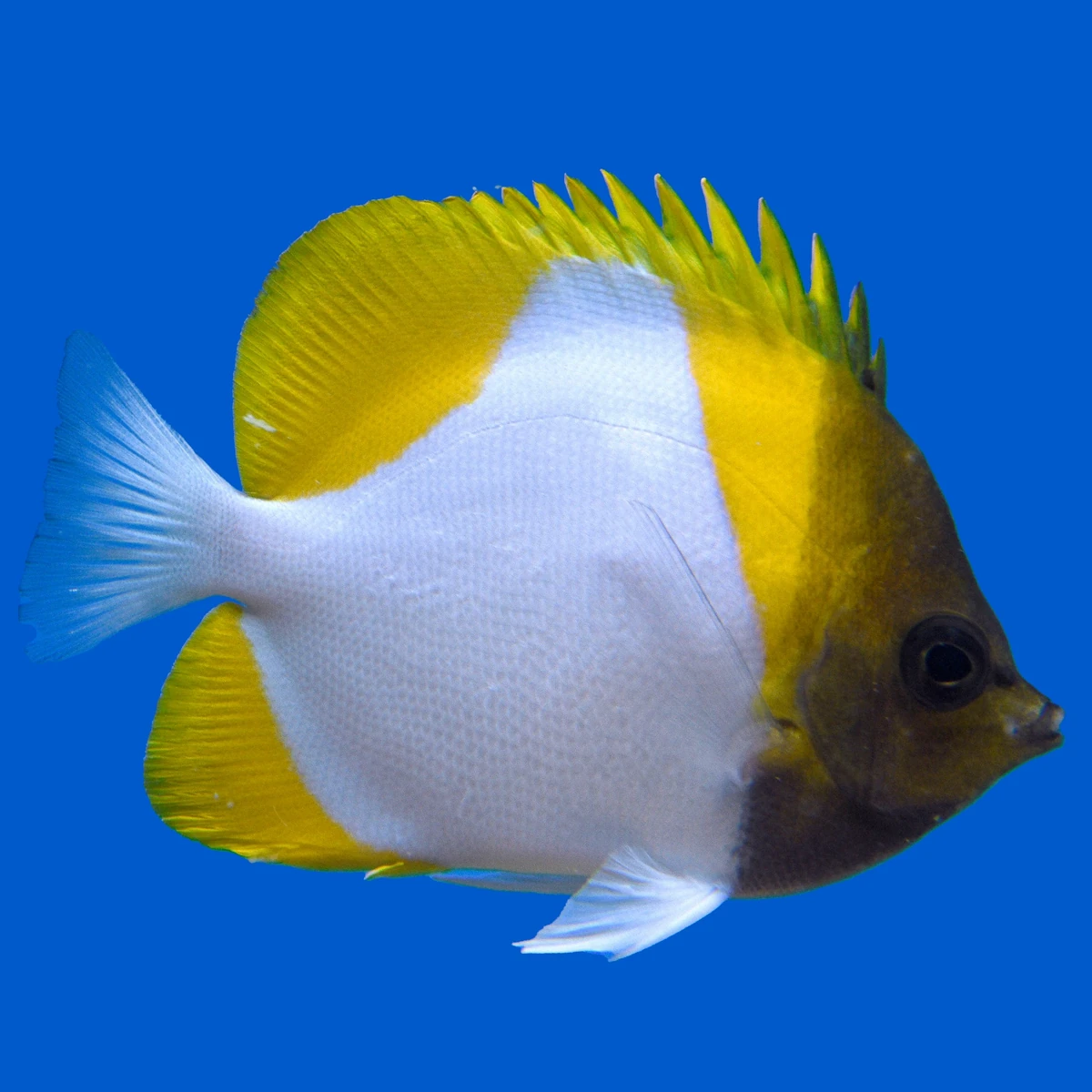Pyramid Butterflyfish | FictionRulezForever Wiki | Fandom