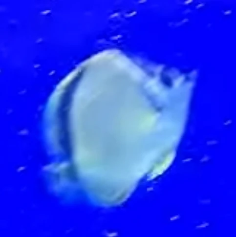 Barberfish | FictionRulezForever Wiki | Fandom