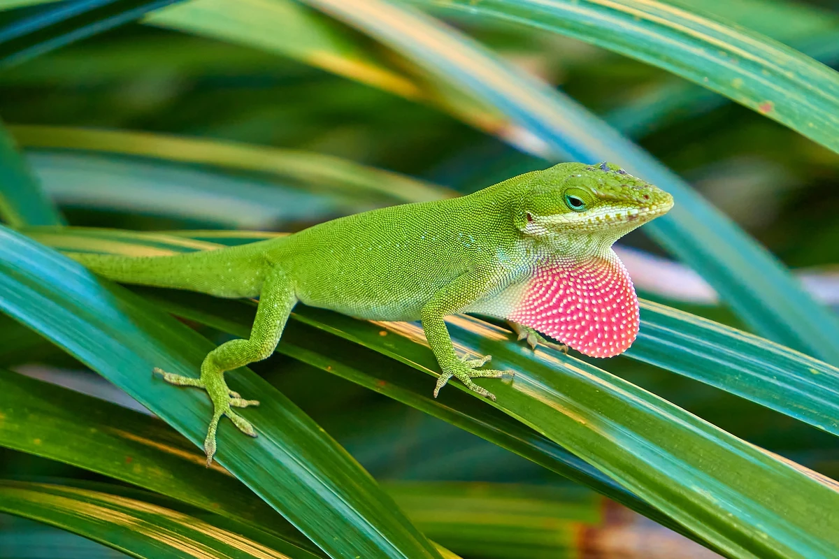 The Mixed-Up Anole | FictionRulezForever Wiki | Fandom