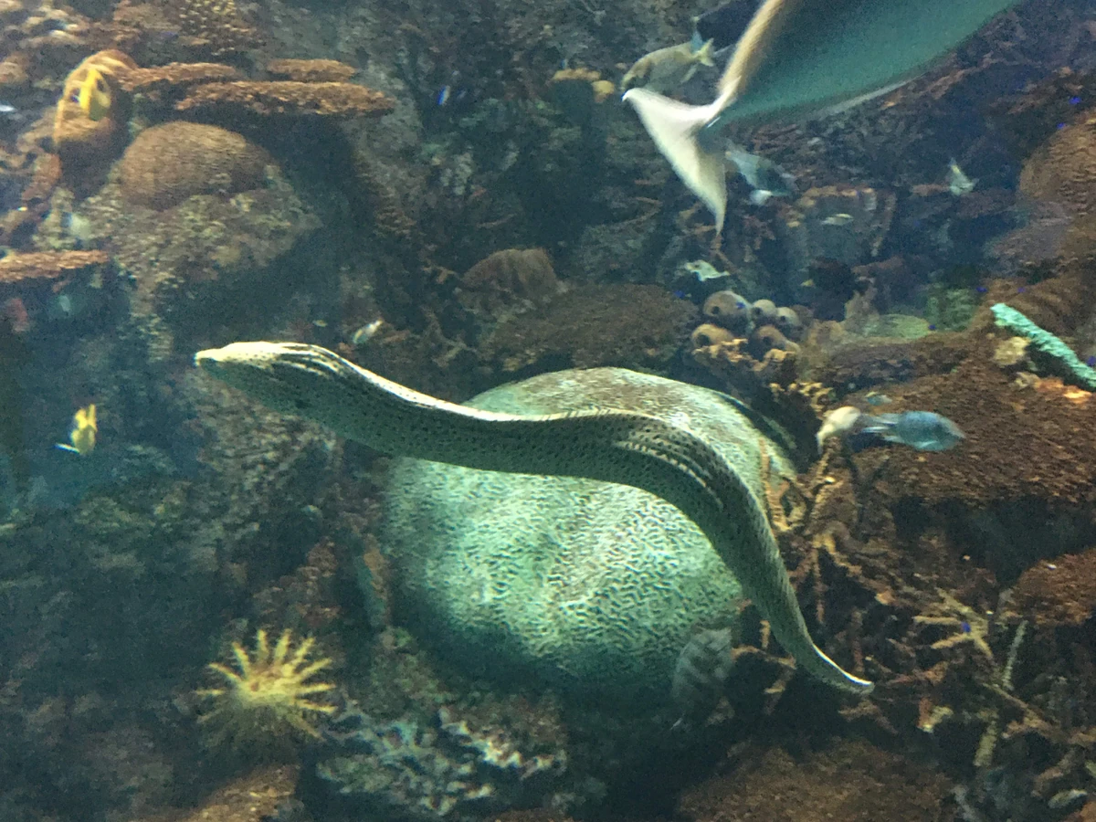 Laced Moray | FictionRulezForever Wiki | Fandom