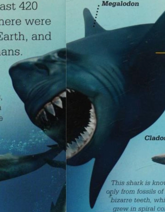 List of Species in Scholastic Discover More Sharks ...