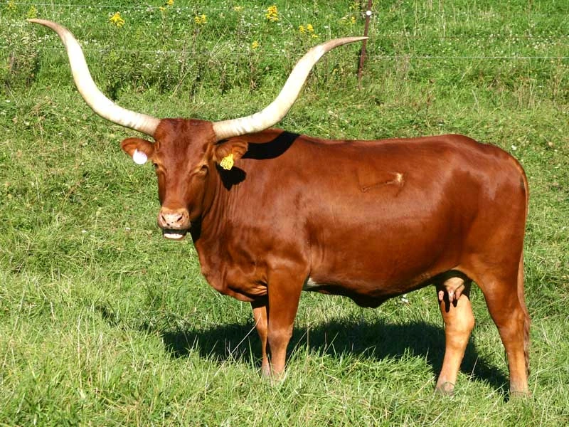 Watusi