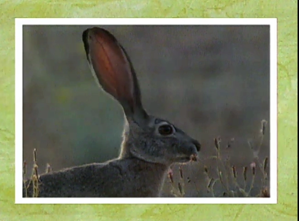 Peter Jackrabbit | FictionRulezForever Wiki | Fandom