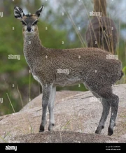 Klipspringer | FictionRulezForever Wiki | Fandom