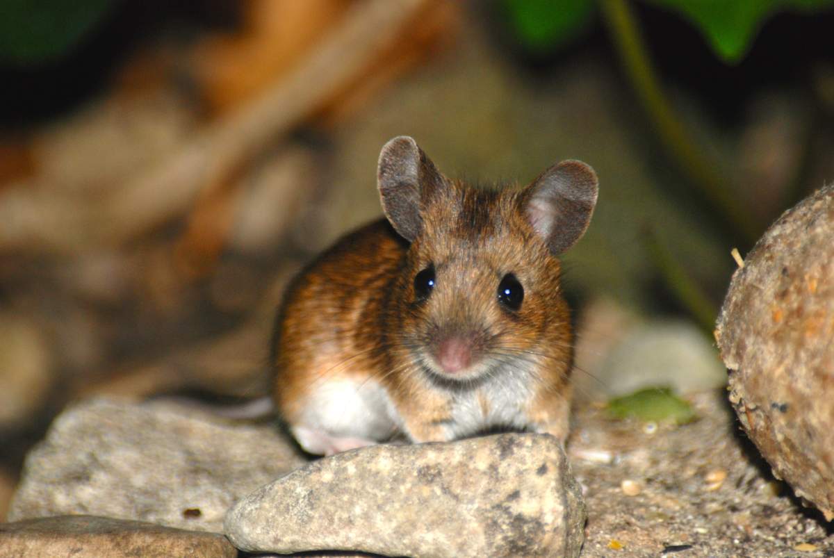 Wood Mouse Fictionrulezforever Wiki Fandom