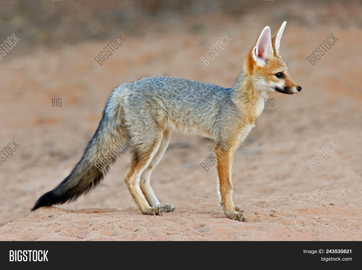 Cape Fox | FictionRulezForever Wiki | Fandom