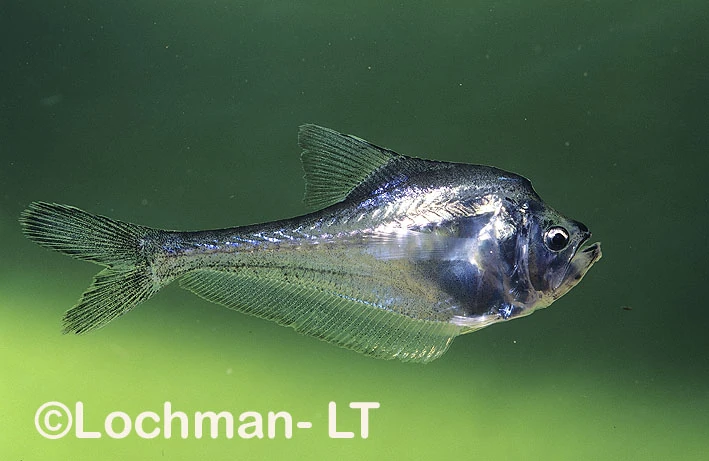 Nurseryfish | FictionRulezForever Wiki | Fandom