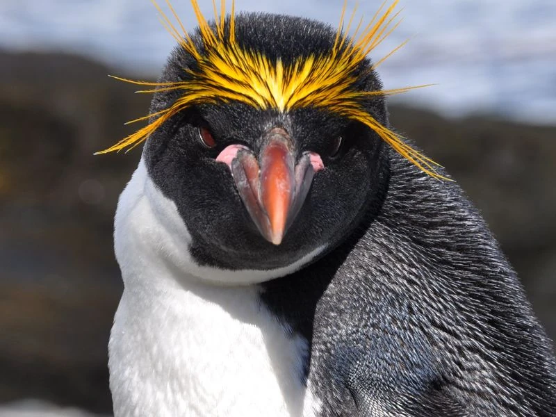 Macaroni Penguin | FictionRulezForever Wiki | Fandom