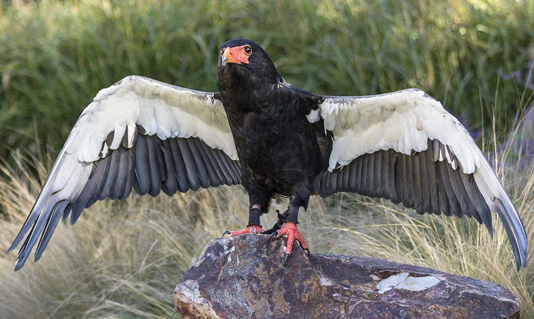 Bateleur | FictionRulezForever Wiki | Fandom