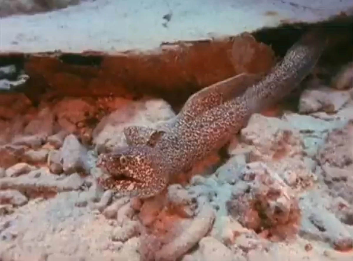 Spotted Moray | FictionRulezForever Wiki | Fandom