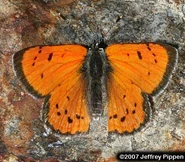 Lustrous Copper | FictionRulezForever Wiki | Fandom