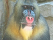 Mandrill/Gallery | FictionRulezForever Wiki | Fandom