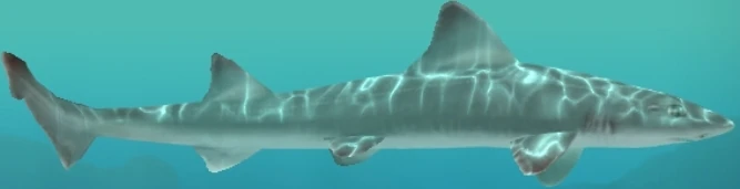 Starry Smooth-Hound | FictionRulezForever Wiki | Fandom