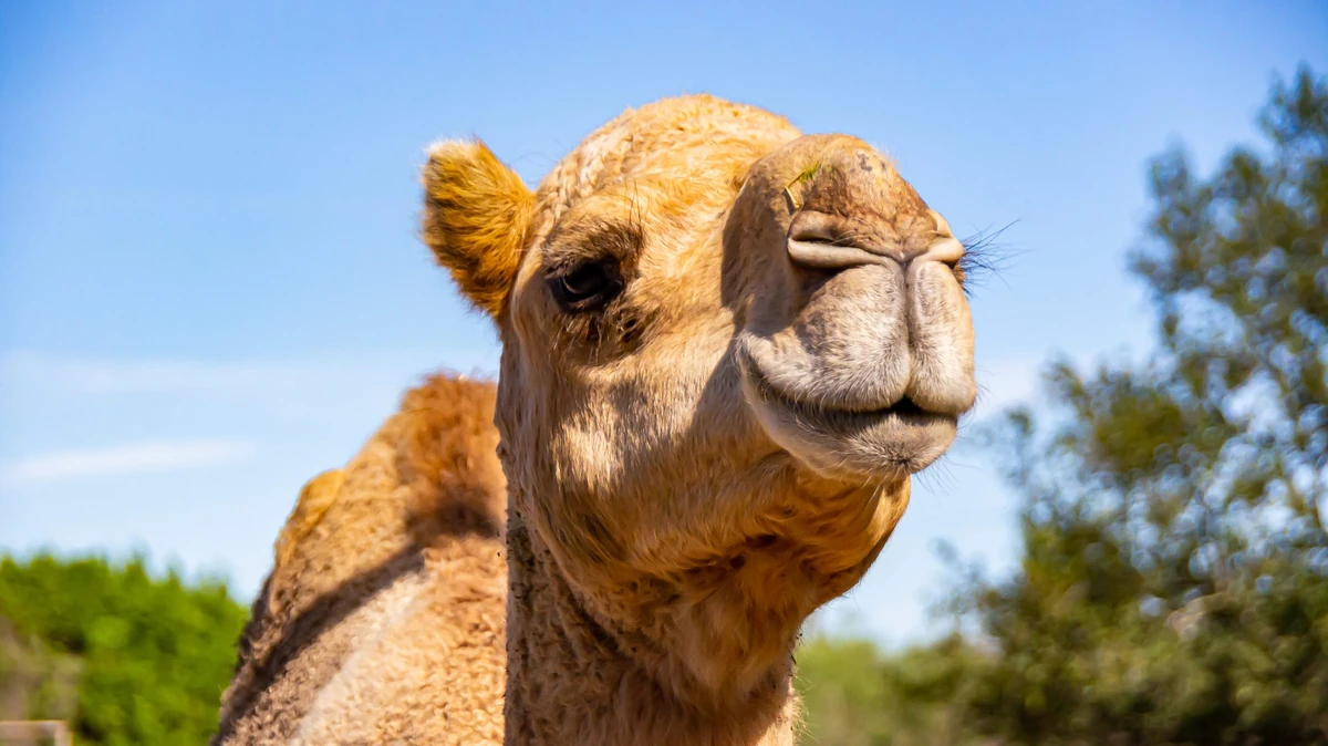 Dromedary | FictionRulezForever Wiki | Fandom