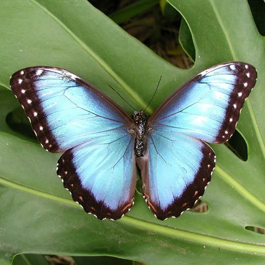 Blue Morpho | FictionRulezForever Wiki | Fandom